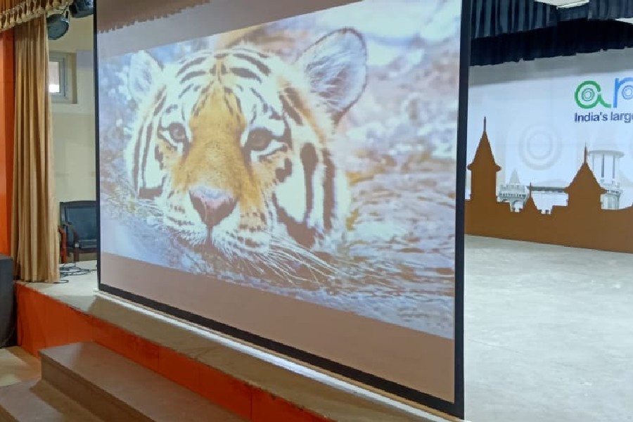 Young Conservationists Observe World Tiger Day - SAI Angan